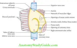Pericardium: Anatomy, Function, and Treatment Question And Answers ...