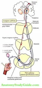 Physiology Of Pain And Sensation Notes - Anatomy Study Guide