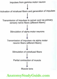 Posture And Equilibrium Notes - Anatomy Study Guide