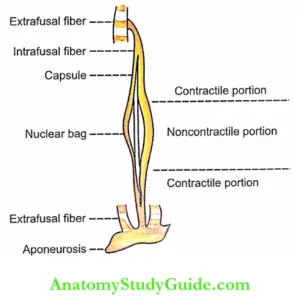 Proprioceptors Notes - Anatomy Study Guide