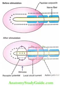 Classfication and Properties of Receptors Notes - Anatomy Study Guide