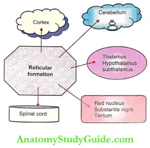 Reticular Formation Notes - Anatomy Study Guide