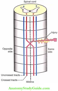 Spinal Cord Notes - Anatomy Study Guide