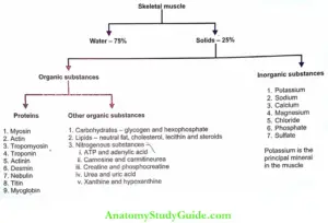 Sarcotubular System - Anatomy Study Guide