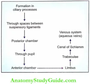 Eye Anatomy And Function Notes - Anatomy Study Guide