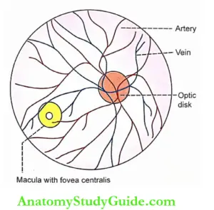 Eye Anatomy And Function Notes - Anatomy Study Guide