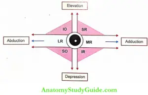 Eye Anatomy And Function Notes - Anatomy Study Guide