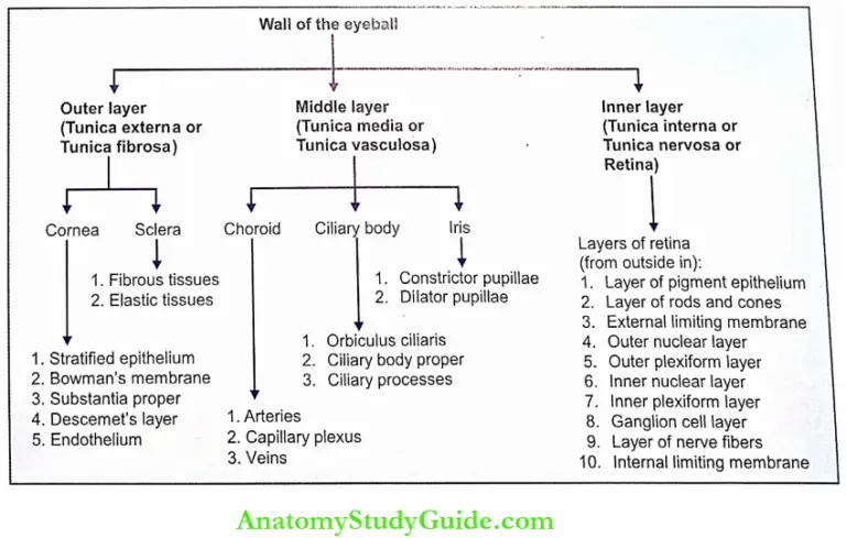 Eye Anatomy And Function Notes - Anatomy Study Guide