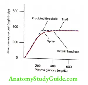 Tubular Reabsorption Notes - Anatomy Study Guide