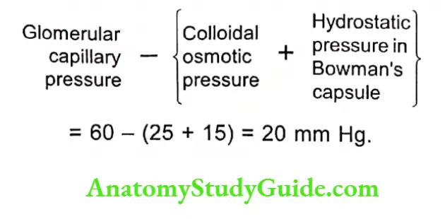Mechanism of Urine Formation and Osmoregulation - Anatomy Study Guide