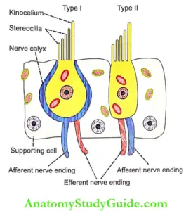 Vestibular System: Structure and Function Notes - Anatomy Study Guide
