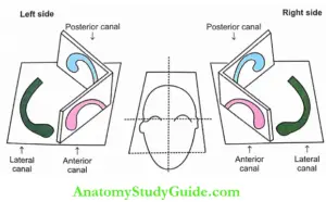 Vestibular System: Structure and Function Notes - Anatomy Study Guide
