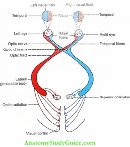Visual Pathway Introduction Physiology Notes - Anatomy Study Guide