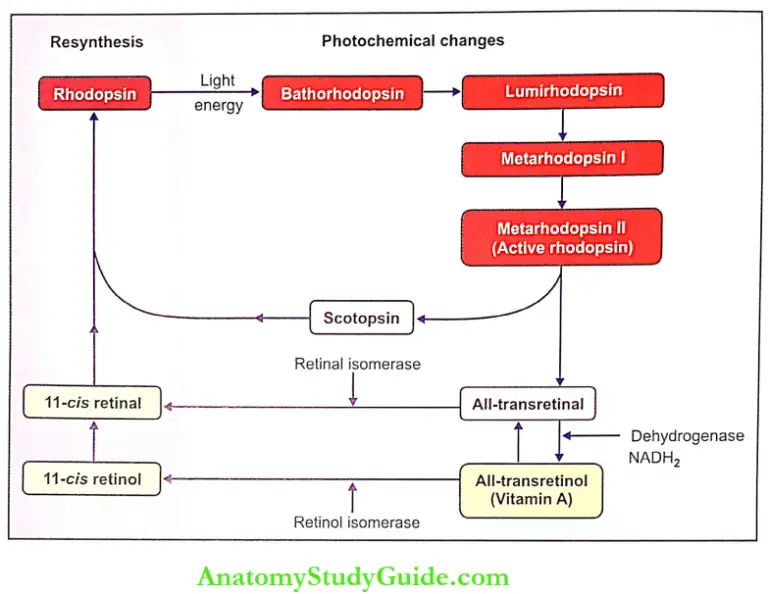 Physiology Neural Basis Visual Process Notes - Anatomy Study Guide