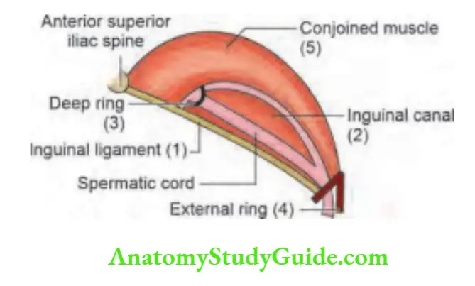 Abdominal Wall Hernias Classification, Diagnosis and Complications ...