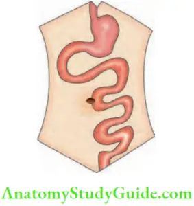 Atresia And Stenosis: Types, Diagnosis & Treatment - Anatomy Study Guide