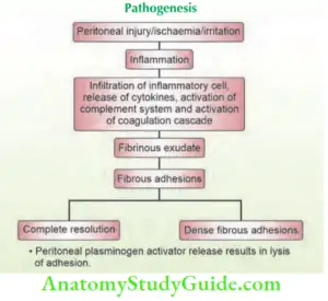 Adhesions Types, Symptoms and Treatment - Anatomy Study Guide