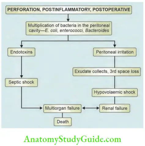 Peritoneal Cavity Notes - Anatomy Study Guide
