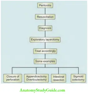 Peritoneal Cavity Notes - Anatomy Study Guide