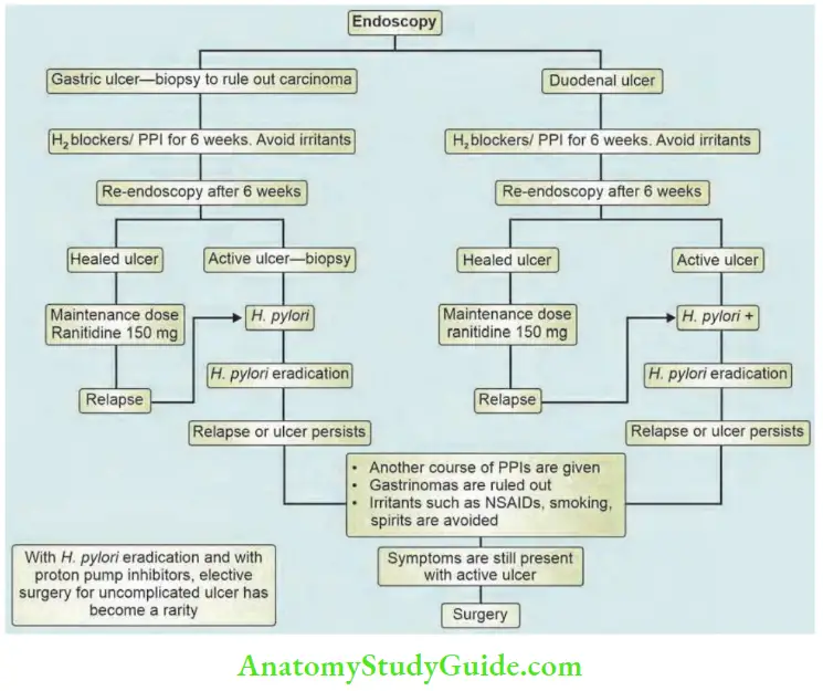 Peptic Ulcer Disease Types, Causes, Treatment - Anatomy Study Guide