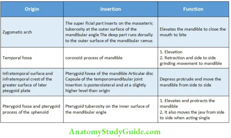 Mastication And Deglutition - Anatomy Study Guide