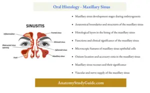 Histology Of Maxillary Sinus Notes - Anatomy Study Guide