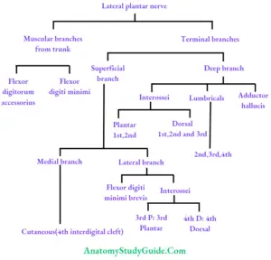 Sole Of Foot Notes - Anatomy Study Guide