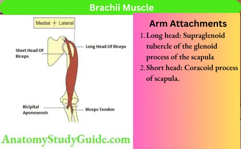 Arm Muscles Attachments And Actions Of Biceps Brachii Upper Limb ...