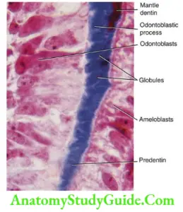 Dentin Meaning, Development, Structure, Types - Anatomy Study Guide