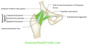 Joints Of The Lower Limb Question And Answers - Anatomy Study Guide