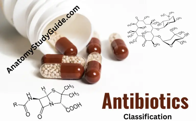 Antibiotics Classification - Anatomy Study Guide