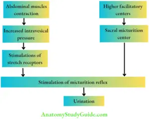 Physiology Of Micturition - Anatomy Study Guide