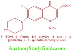 Urinary Tract Anti Infective Agents - Anatomy Study Guide