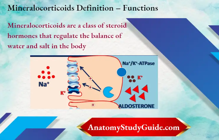Mineralocorticoids: Definition - Functions - Anatomy Study Guide