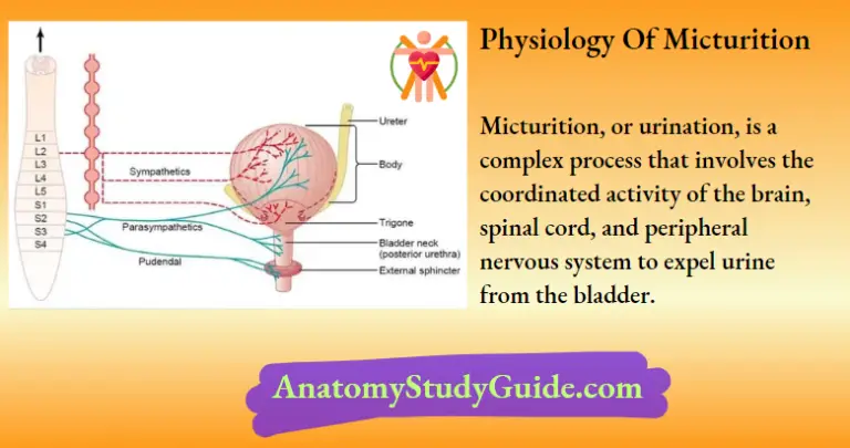 Physiology Of Micturition - Anatomy Study Guide