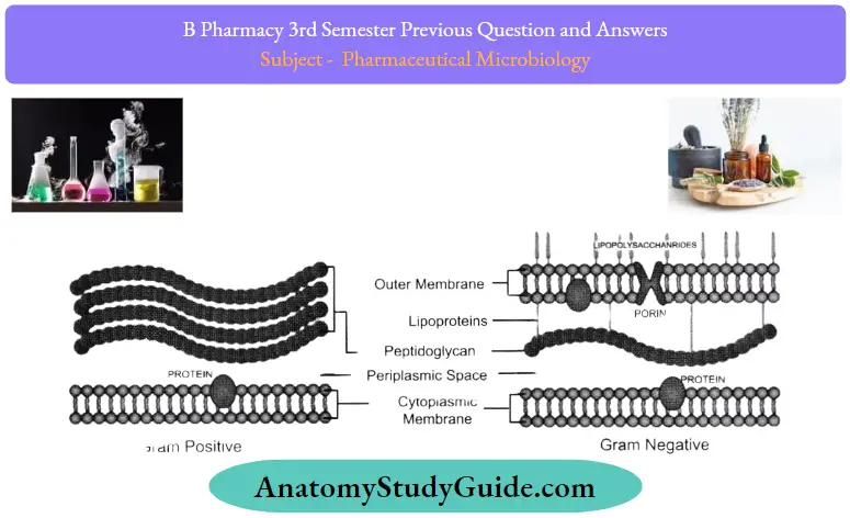 Pharmaceutical Microbiology Long Question And Answers - Anatomy Study Guide