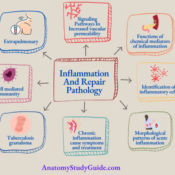 General Pathology Archives - Anatomy Study Guide